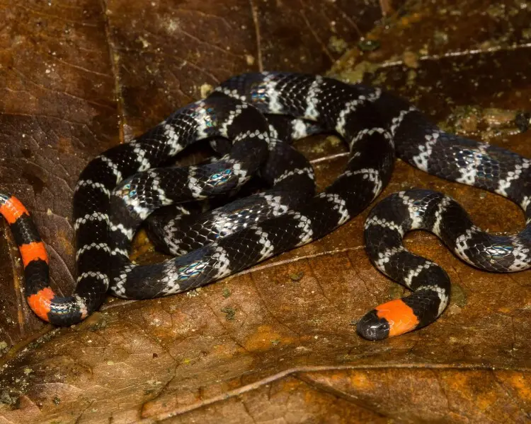 Micrurus mipartitus - Facts, Diet, Habitat & Pictures on Animalia.bio