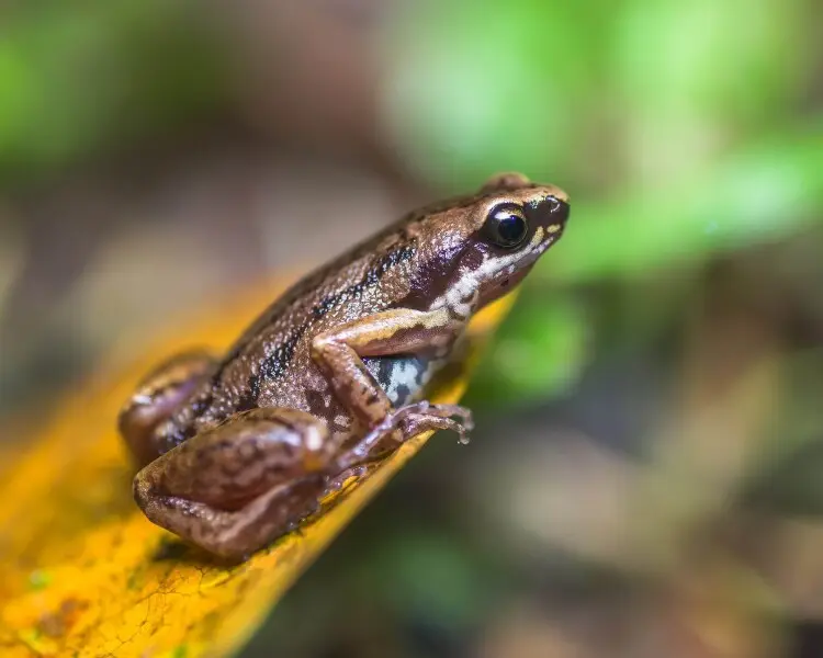 Micryletta inornata - факти, дієта, ареал і фотографії на Animalia.bio