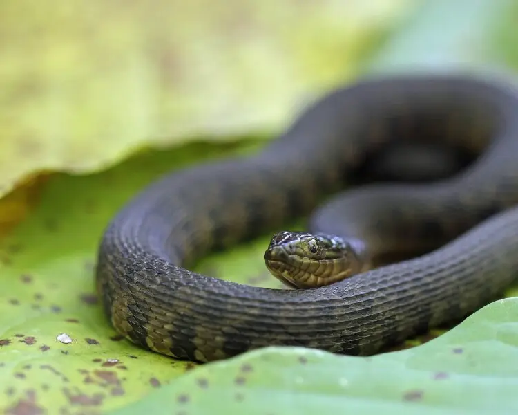 Green water snake - Facts, Diet, Habitat & Pictures on Animalia.bio