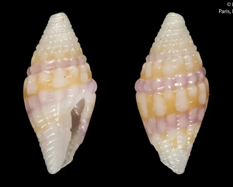 Mitromorpha iozona - факти, дієта, ареал і фотографії на Animalia.bio