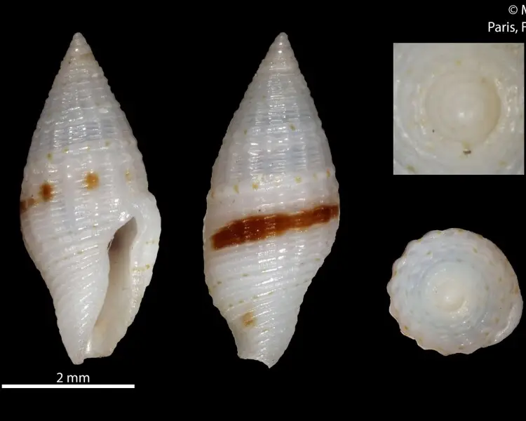 Mitromorpha nigricingulata - факти, дієта, ареал і фотографії на Animalia.bio