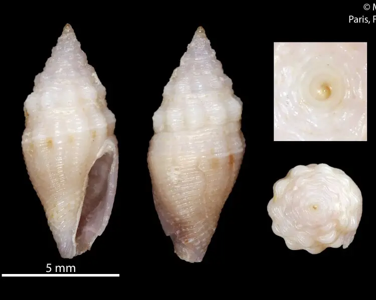 Mitromorpha poppei - факти, дієта, ареал і фотографії на Animalia.bio