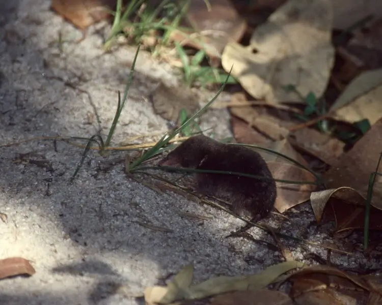 Mole-like rice tenrec - Facts, Diet, Habitat & Pictures on Animalia.bio