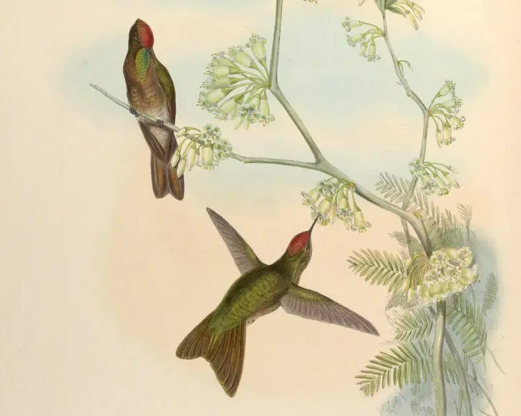 Chalcostigma ruficeps - факти, дієта, ареал і фотографії на Animalia.bio