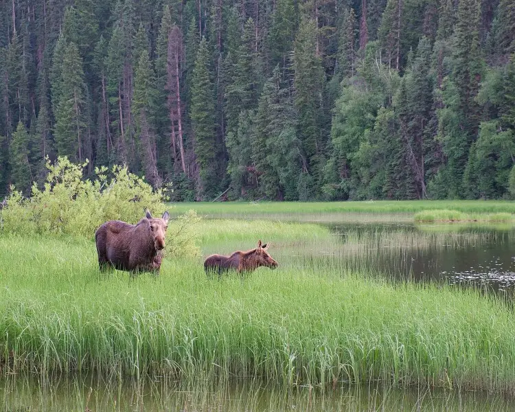 Western moose - Facts, Diet, Habitat & Pictures on Animalia.bio