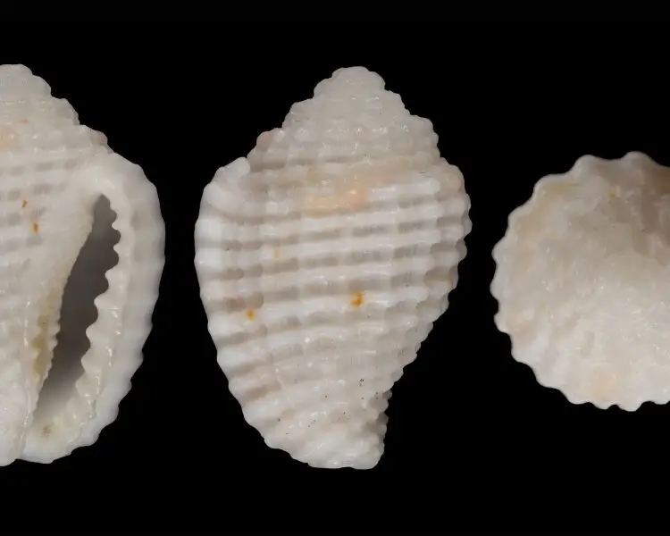 Morum janae - Facts, Diet, Habitat & Pictures on Animalia.bio