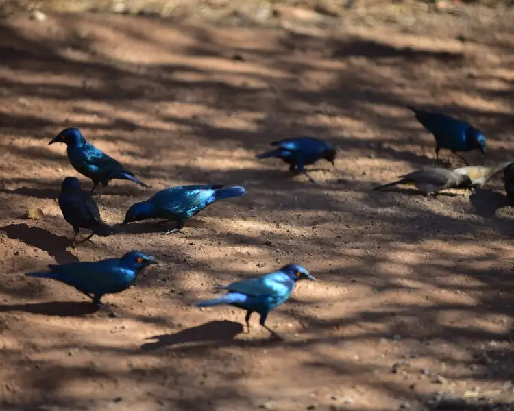 Cape starling - Facts, Diet, Habitat & Pictures on Animalia.bio