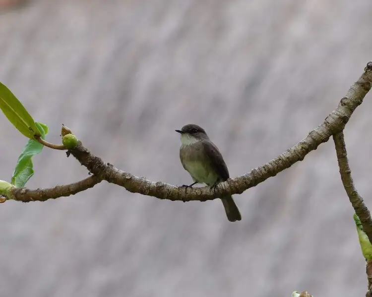 Swamp flycatcher - Facts, Diet, Habitat & Pictures on Animalia.bio