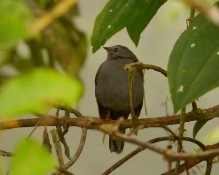 Andean solitaire - Facts, Diet, Habitat & Pictures on Animalia.bio