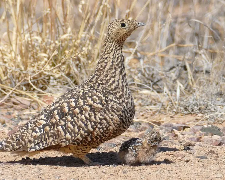 Namaqua sandgrouse - Facts, Diet, Habitat & Pictures on Animalia.bio