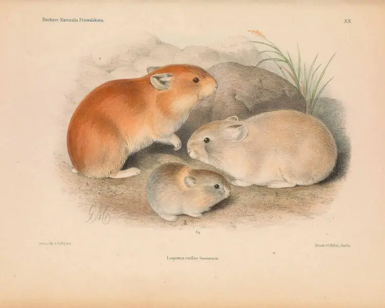 Large-eared pika - Facts, Diet, Habitat & Pictures on Animalia.bio