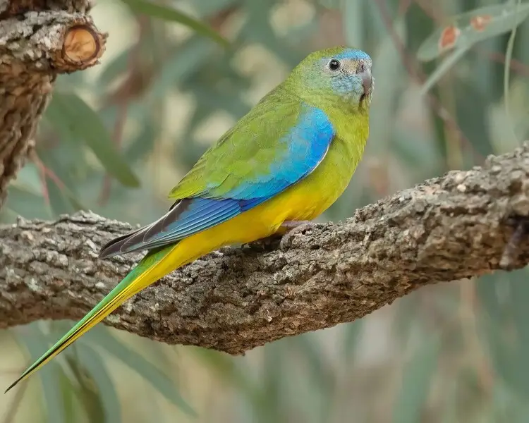 Turquoise parrot - Facts, Diet, Habitat & Pictures on Animalia.bio