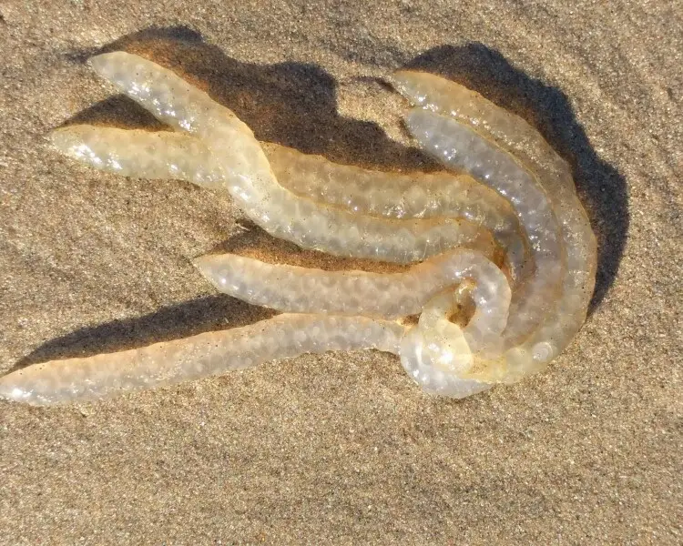 European squid - Facts, Diet, Habitat & Pictures on Animalia.bio