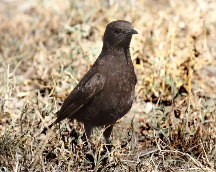 Anteater chat - Facts, Diet, Habitat & Pictures on Animalia.bio