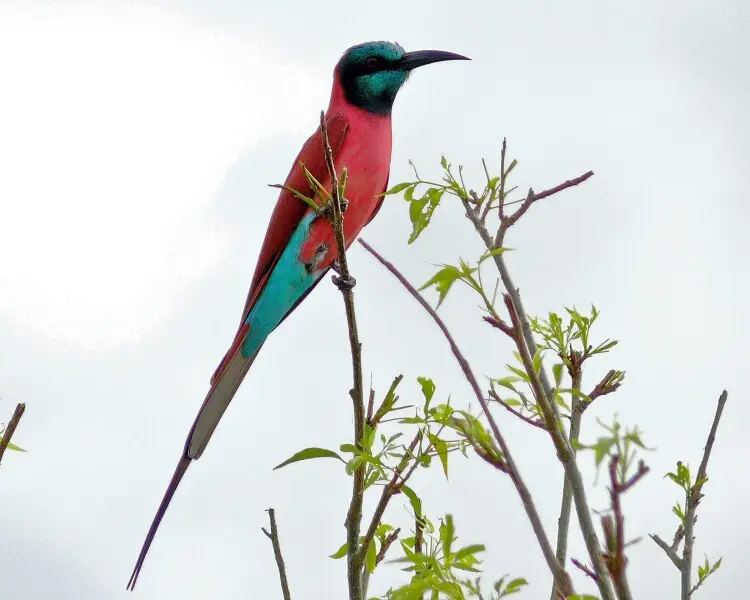 Northern carmine bee-eater - Facts, Diet, Habitat & Pictures on ...