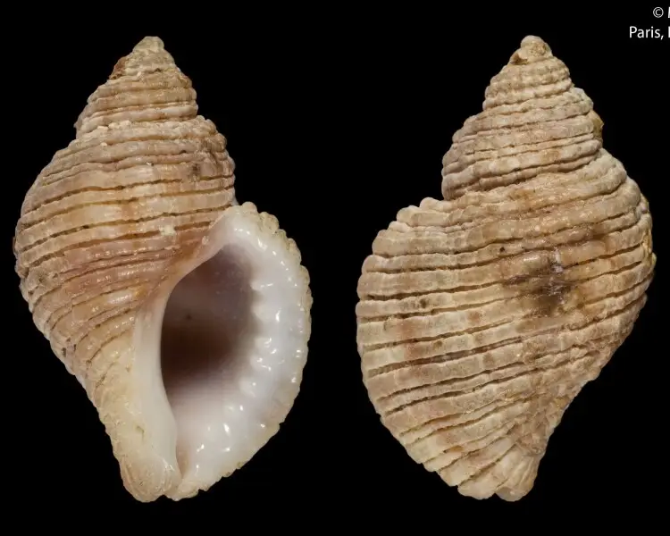 Ocenebra purpuroidea - факти, дієта, ареал і фотографії на Animalia.bio