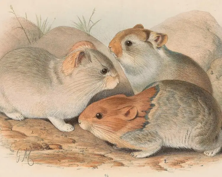 Chinese red pika - Facts, Diet, Habitat & Pictures on Animalia.bio