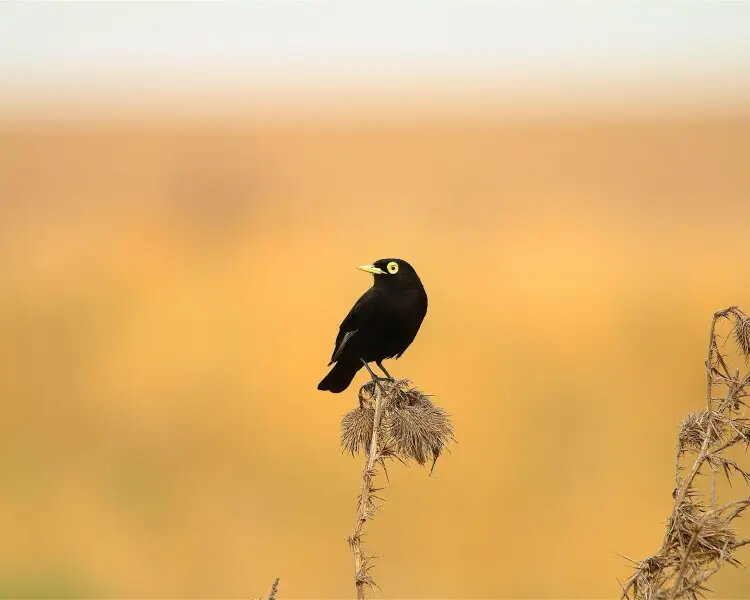 Spectacled tyrant - Facts, Diet, Habitat & Pictures on Animalia.bio
