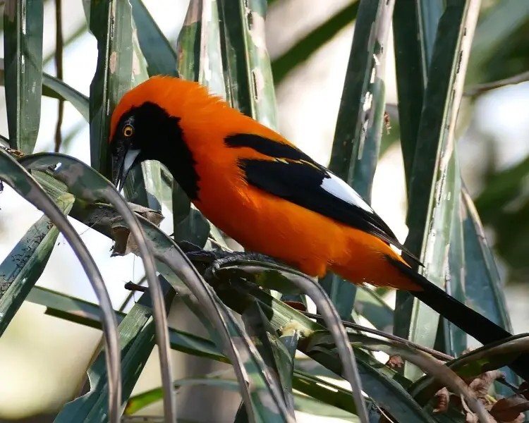 Orange-backed troupial - Facts, Diet, Habitat & Pictures on Animalia.bio