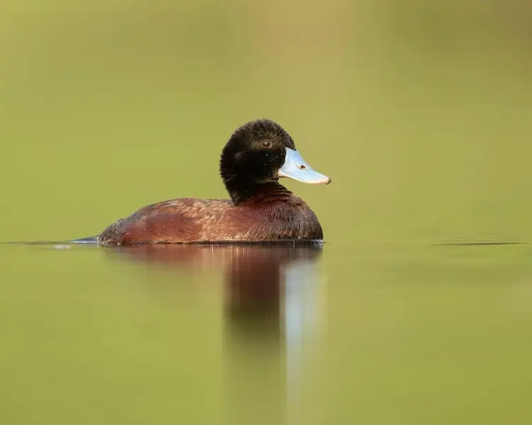 Blue-billed duck - Facts, Diet, Habitat & Pictures on Animalia.bio