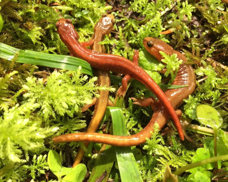 Plethodon vandykei - Facts, Diet, Habitat & Pictures on Animalia.bio