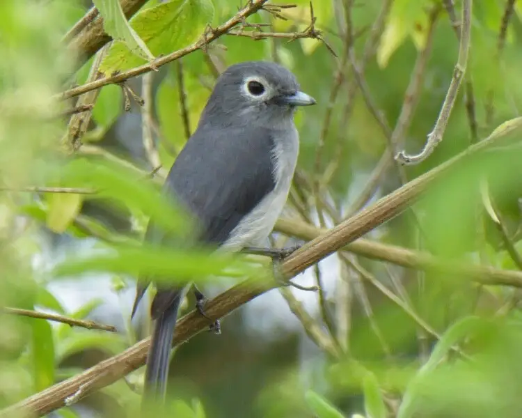 White-eyed slaty flycatcher - Facts, Diet, Habitat & Pictures on ...