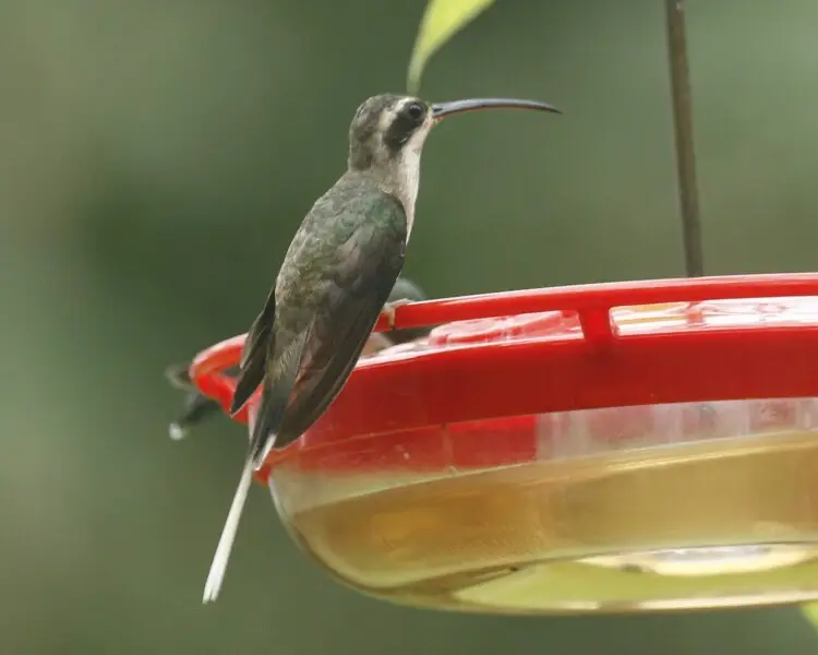 Pale-bellied hermit - Facts, Diet, Habitat & Pictures on Animalia.bio