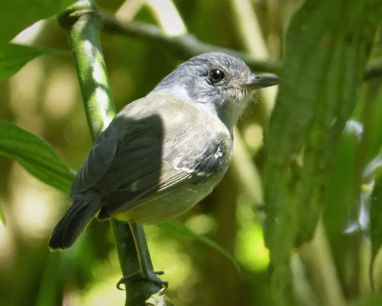 Zimmerius vilissimus - Fatti, dieta, habitat e immagini su Animalia.bio