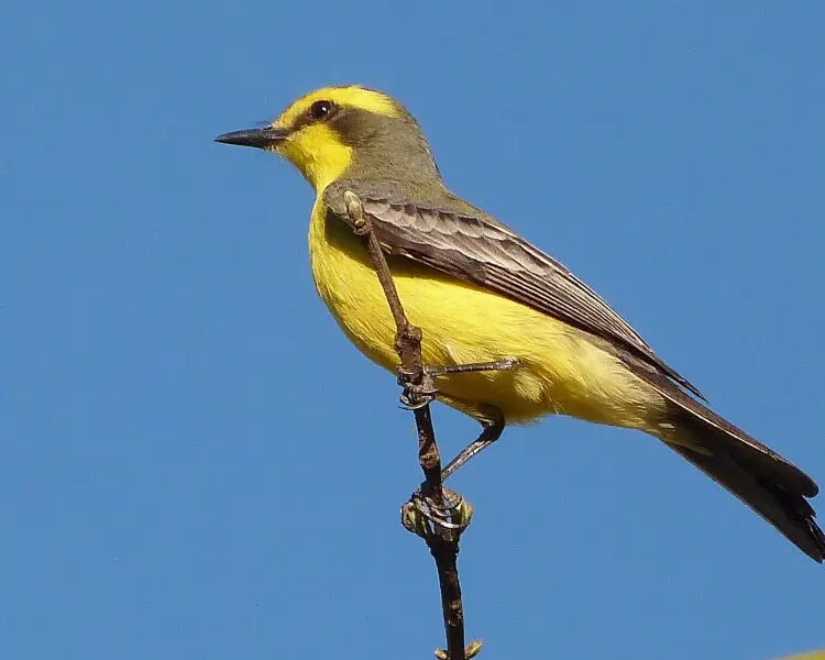 Satrapa icterophrys - Fatti, dieta, habitat e immagini su Animalia.bio