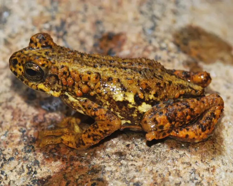 Malabar tree toad - Facts, Diet, Habitat & Pictures on Animalia.bio