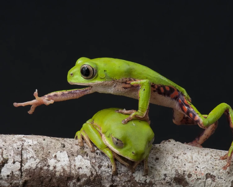 Pithecopus rohdei - факти, дієта, ареал і фотографії на Animalia.bio