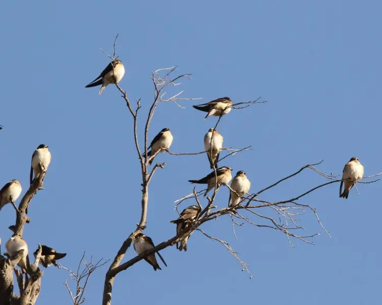 Tree martin - Facts, Diet, Habitat & Pictures on Animalia.bio