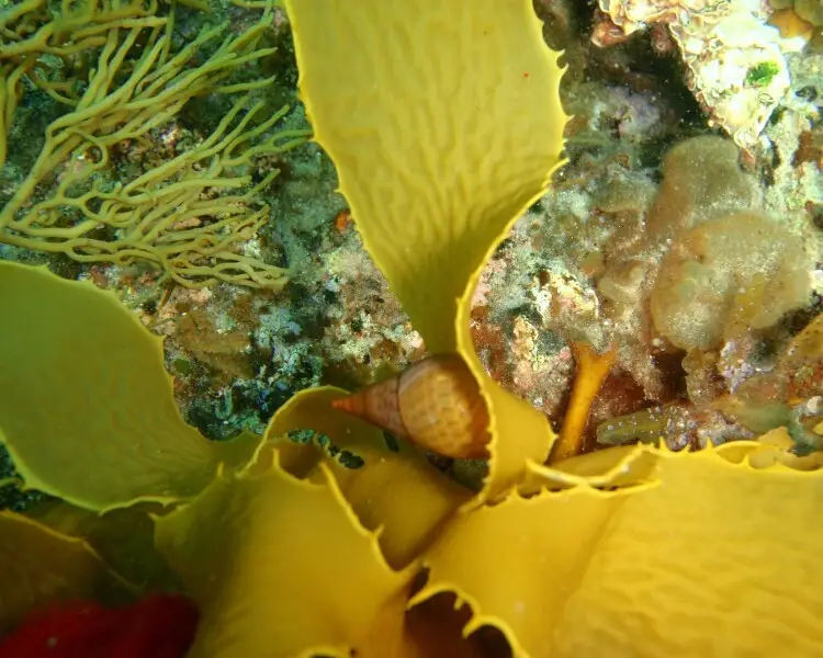 Phasianotrochus rutilus - факти, дієта, ареал і фотографії на Animalia.bio