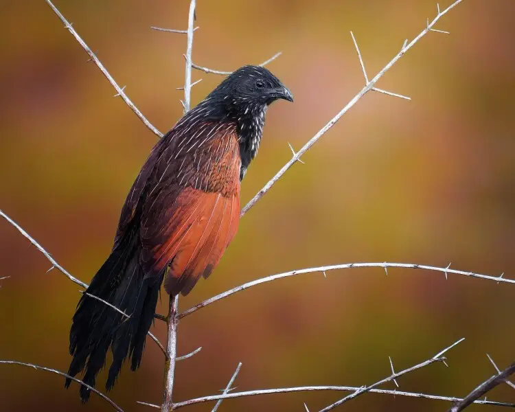 Lesser coucal - Facts, Diet, Habitat & Pictures on Animalia.bio