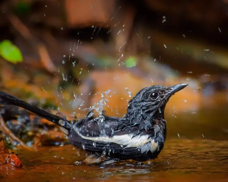 Philippine magpie-robin - Facts, Diet, Habitat & Pictures on Animalia.bio