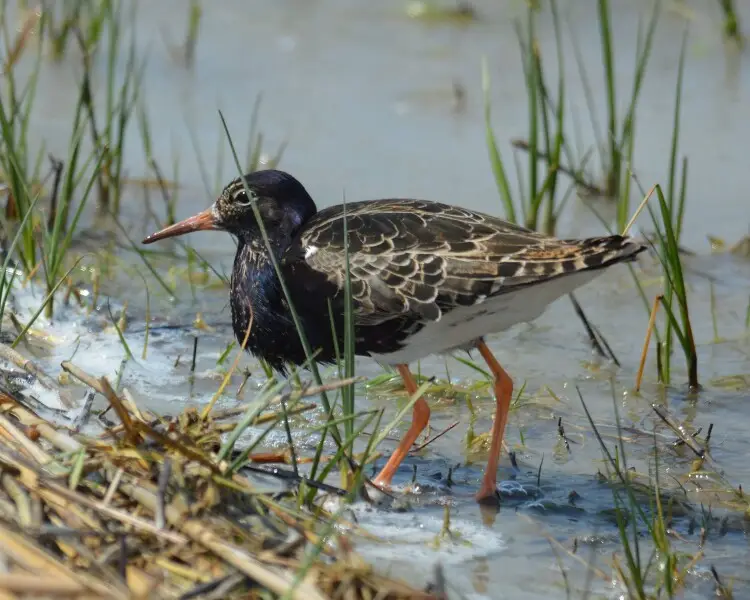 Ruff - Facts, Diet, Habitat & Pictures on Animalia.bio