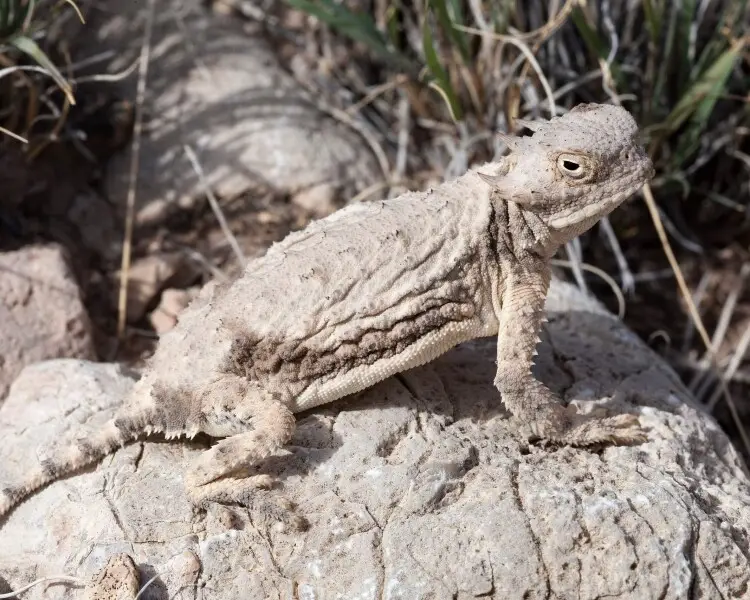 Roundtail horned lizard - Facts, Diet, Habitat & Pictures on Animalia.bio