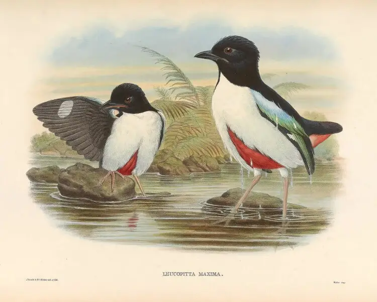 Ivory-breasted pitta - Facts, Diet, Habitat & Pictures on Animalia.bio
