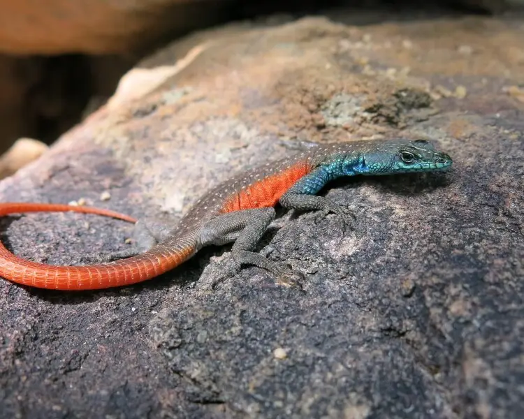 Platysaurus minor - факти, дієта, ареал і фотографії на Animalia.bio