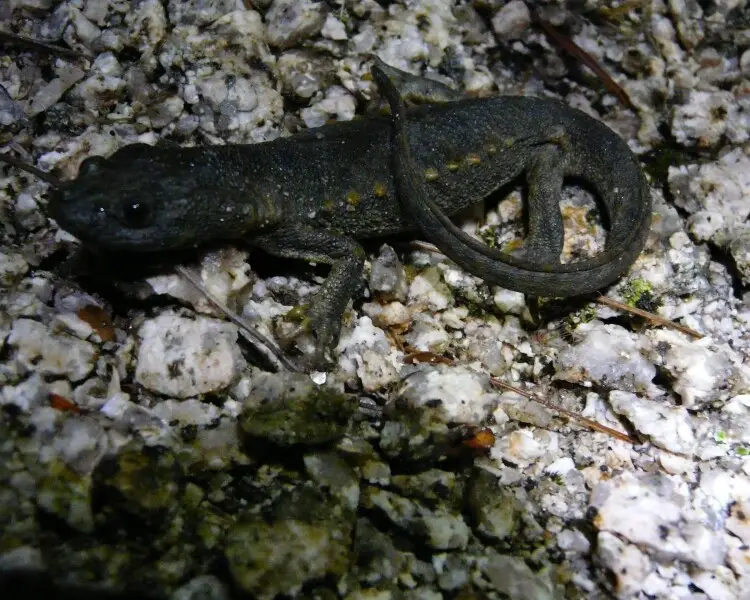 Iberian ribbed newt - Facts, Diet, Habitat & Pictures on Animalia.bio