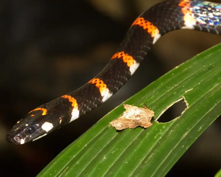 Pliocercus euryzonus - Facts, Diet, Habitat & Pictures on Animalia.bio