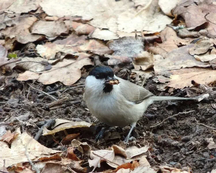 Marsh tit - Facts, Diet, Habitat & Pictures on Animalia.bio