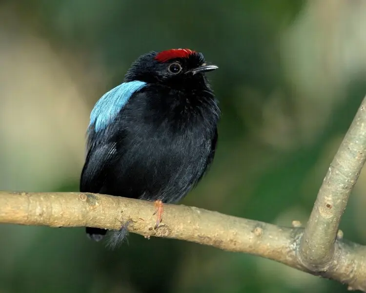 Blue-backed manakin - Facts, Diet, Habitat & Pictures on Animalia.bio