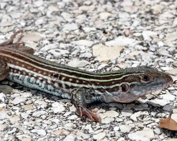 Six-lined racerunner - Facts, Diet, Habitat & Pictures on Animalia.bio