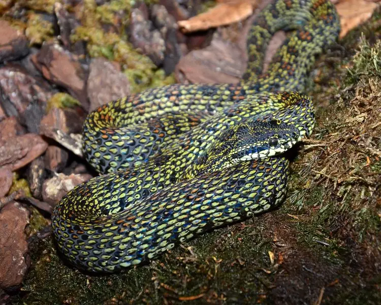 Protobothrops jerdonii - Facts, Diet, Habitat & Pictures on Animalia.bio