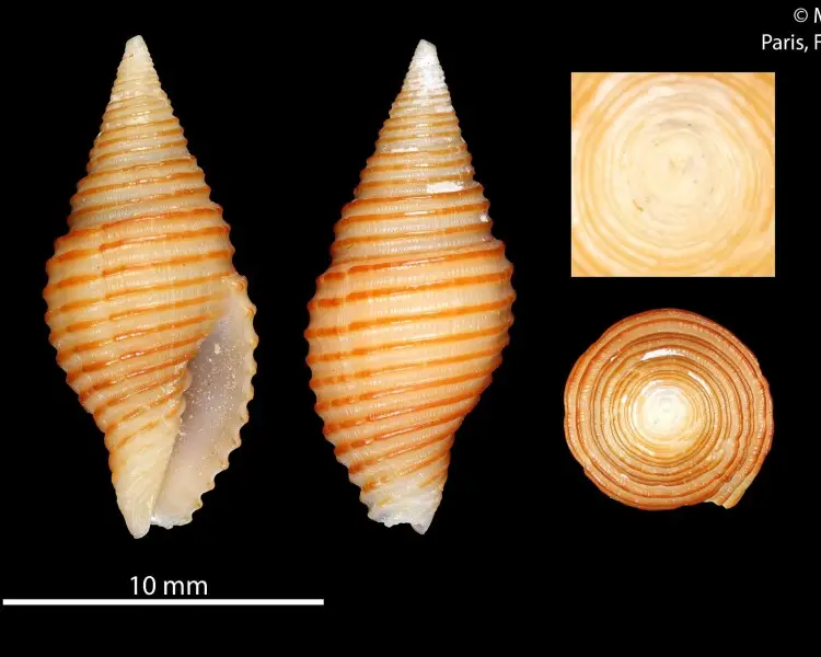 Pseudonebularia wareni - Facts, Diet, Habitat & Pictures on Animalia.bio