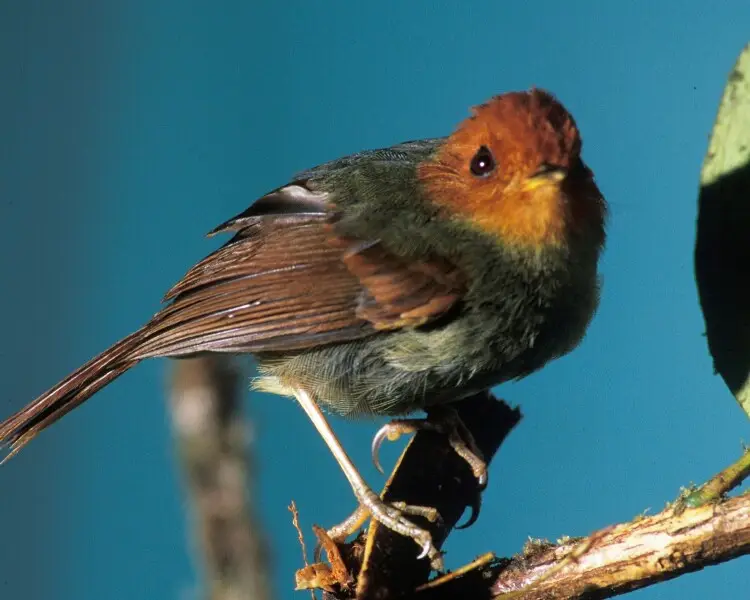 Pseudotriccus ruficeps - Fatti, dieta, habitat e immagini su Animalia.bio