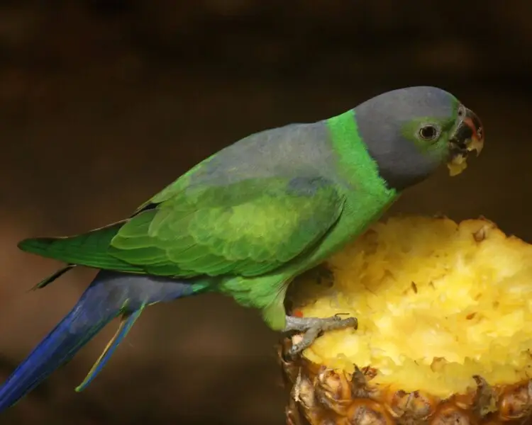 Endemic Animals of Sri Lanka