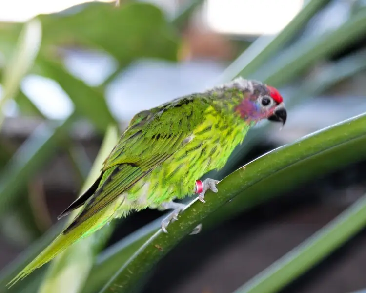 Psitteuteles goldiei - факти, дієта, ареал і фотографії на Animalia.bio