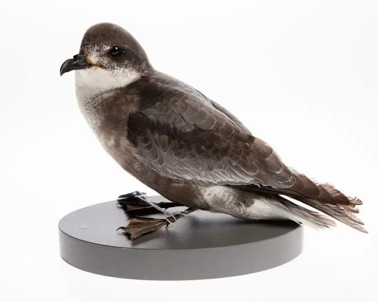 Mottled petrel - Facts, Diet, Habitat & Pictures on Animalia.bio